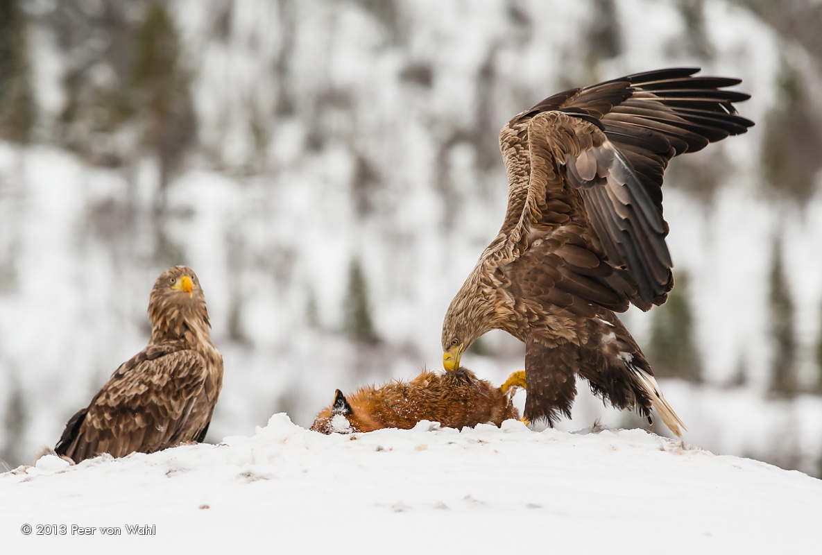 Seeadler im Winter