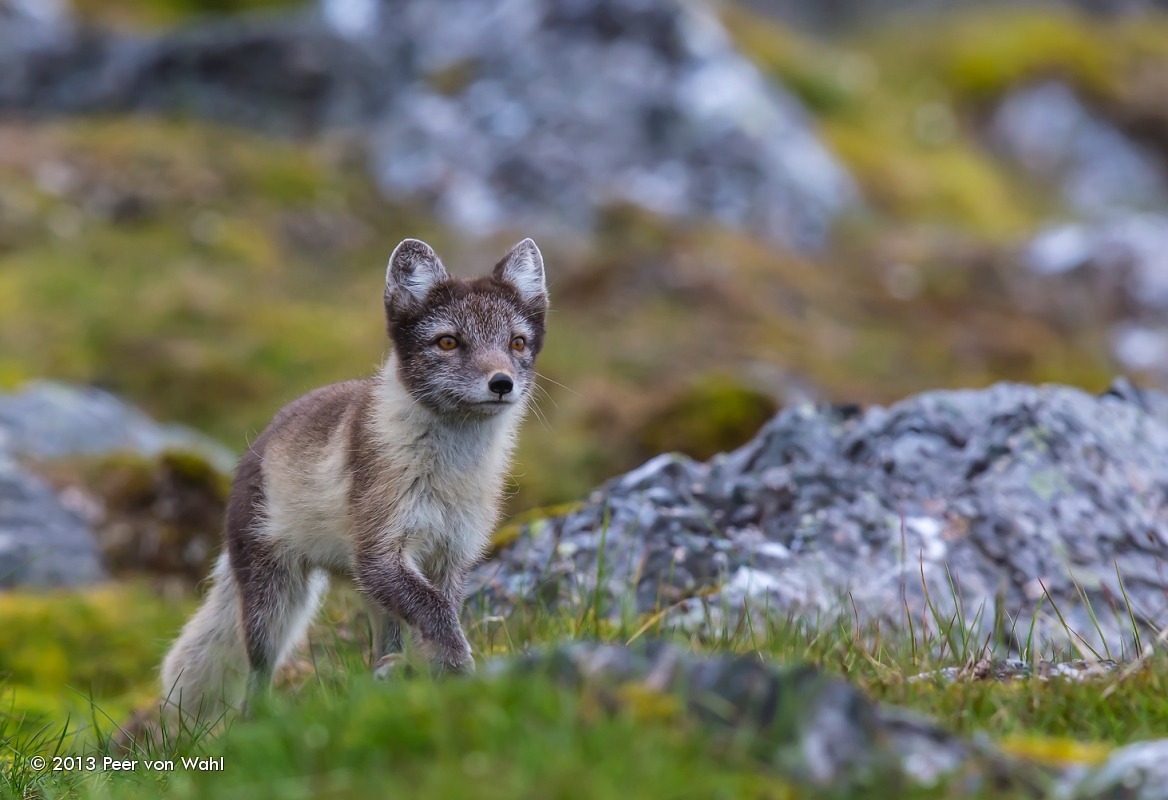 Polarfuchs