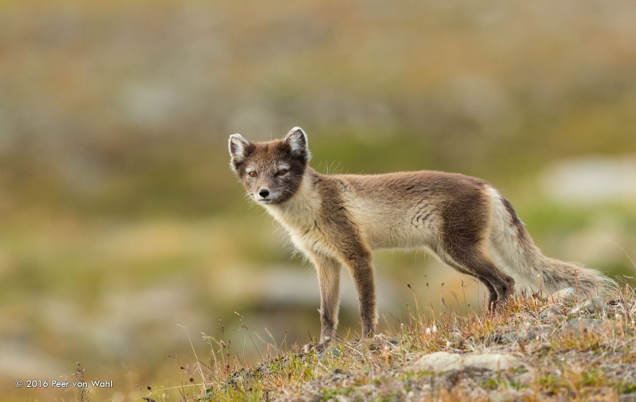 Polarfuchs